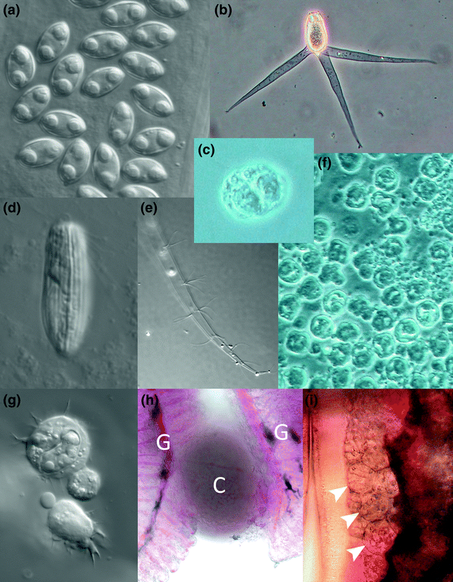 Approaches for Characterising Myxozoan Species | SpringerLink