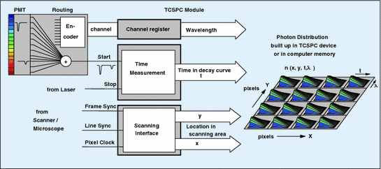 Introduction to Multi-dimensional TCSPC | SpringerLink