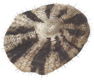 Patellogastropoda: Limpets | SpringerLink