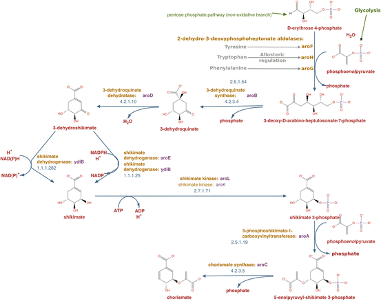 Tryptophan Metabolites: A Microbial Perspective | SpringerLink