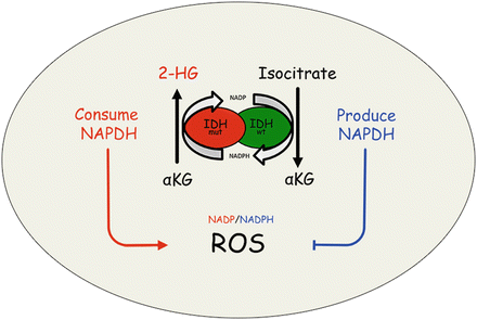 Isocitrate Dehydrogenase (IDH) Mutation in Gliomas | SpringerLink