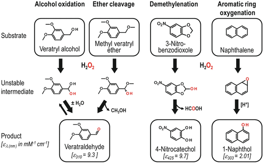Fungal Unspecific Peroxygenases: Heme-Thiolate Proteins That Combine ...