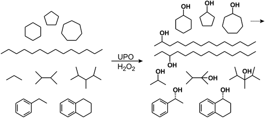 Fungal Unspecific Peroxygenases: Heme-Thiolate Proteins That Combine ...