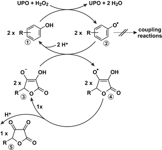 Fungal Unspecific Peroxygenases: Heme-Thiolate Proteins That Combine ...