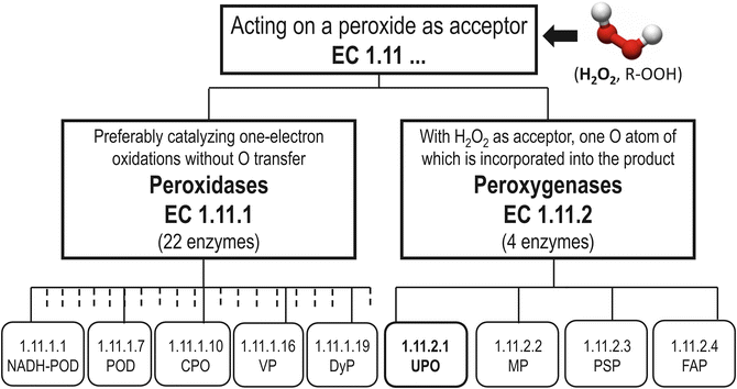 Fungal Unspecific Peroxygenases: Heme-Thiolate Proteins That Combine ...