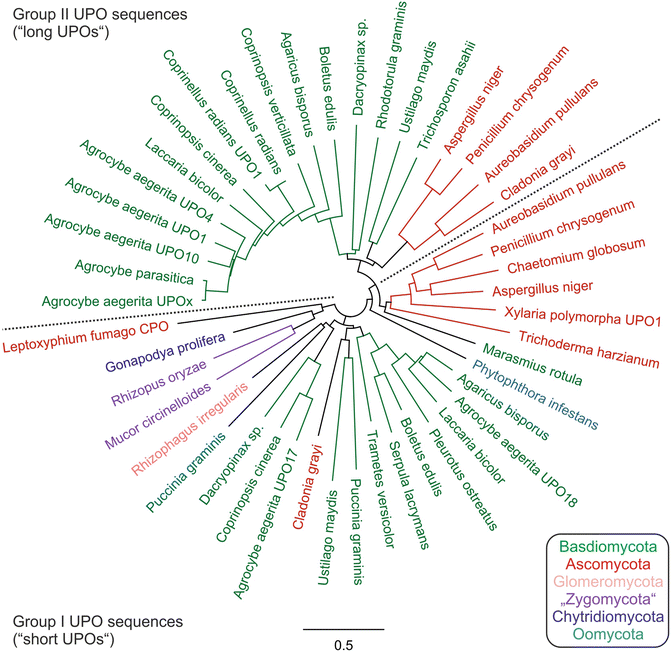 Fungal Unspecific Peroxygenases: Heme-Thiolate Proteins That Combine ...