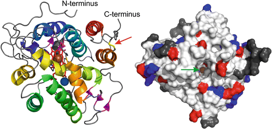 Fungal Unspecific Peroxygenases: Heme-Thiolate Proteins That Combine ...