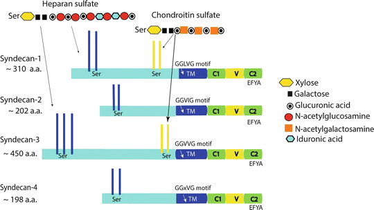 Role of Syndecans in Lipid Metabolism and Human Diseases | SpringerLink