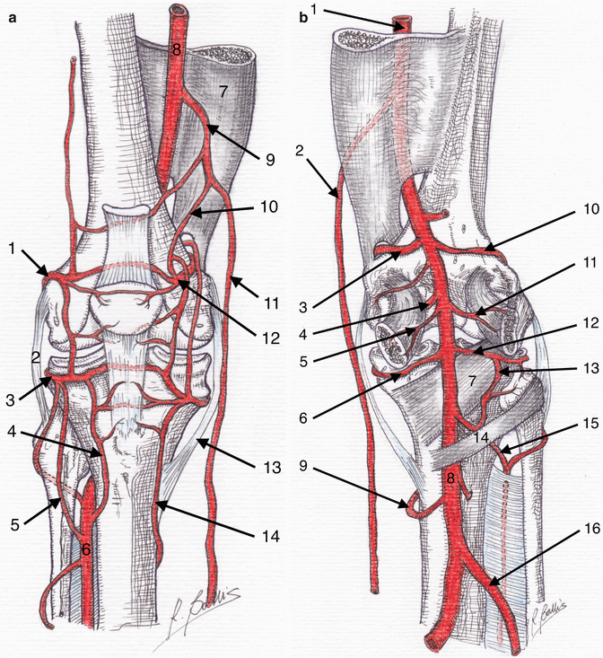 Anatomy, Physiology, and Biomechanics of the Native Knee | SpringerLink