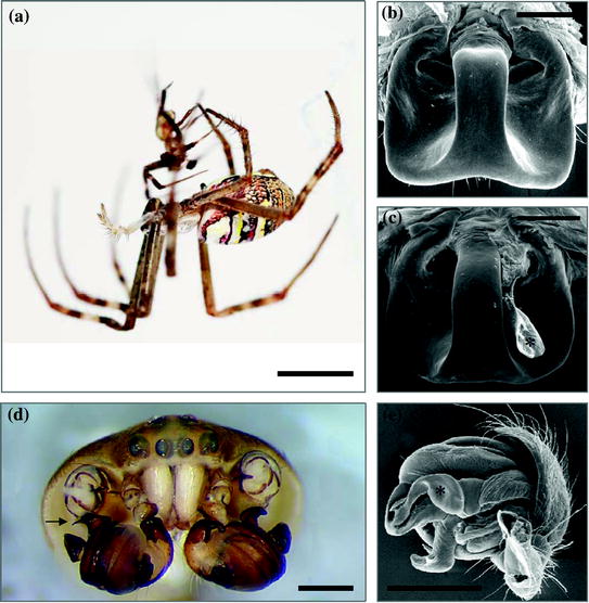 Cryptic Female Choice Within the Genus Argiope: A Comparative Approach ...
