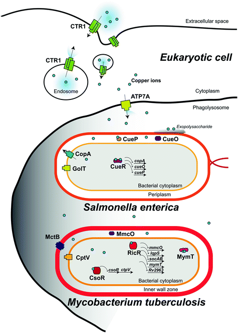 Bacterial Copper Resistance and Virulence | SpringerLink