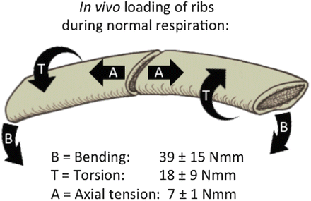 Biomechanics of Rib Fracture Fixation | SpringerLink