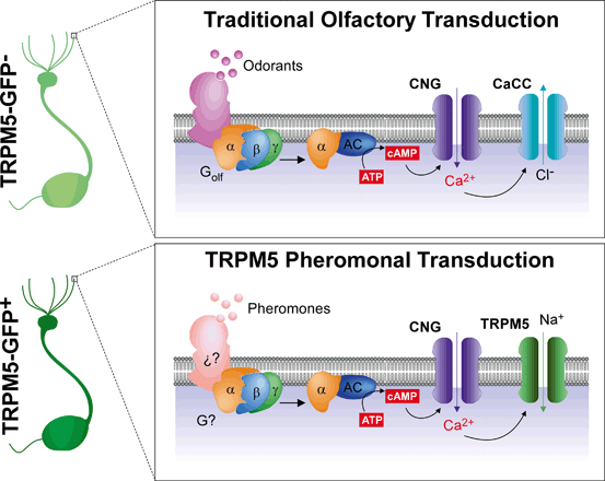 TRP Channels in Transduction for Responses to Odorants and Pheromones ...