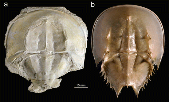 The Oldest Species of the Genus Limulus from the Late Jurassic of ...