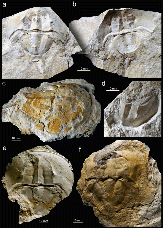 The Oldest Species of the Genus Limulus from the Late Jurassic of ...
