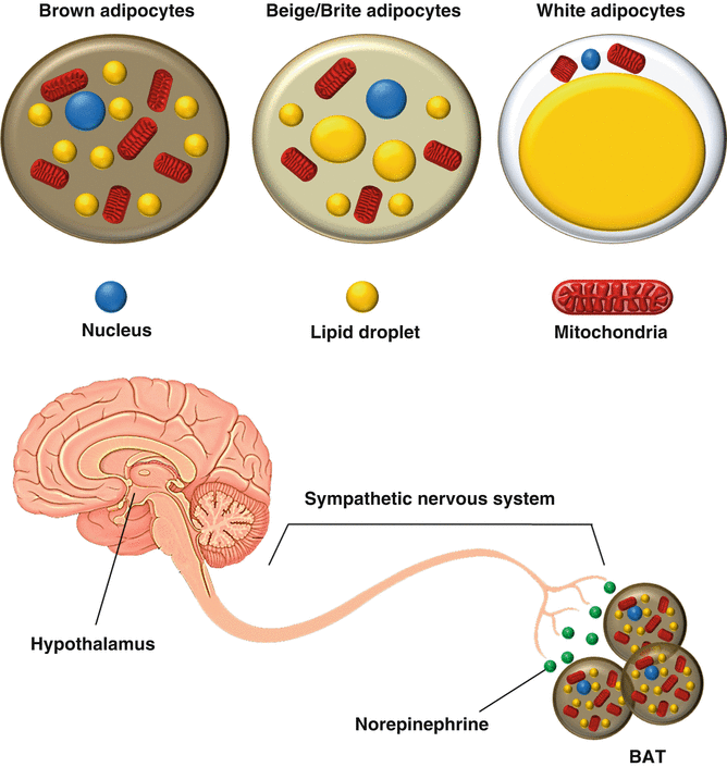 Brown Adipose Tissue and Obesity | SpringerLink