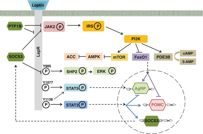 Leptin and Obesity | SpringerLink