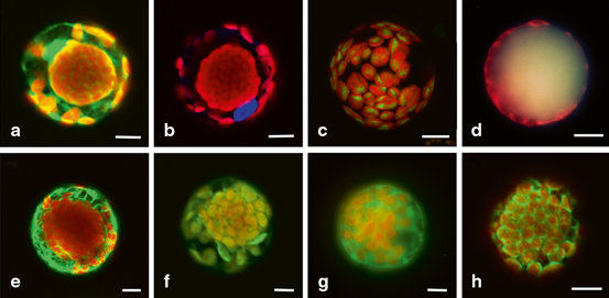 Protoplast Isolation and Staining | SpringerLink