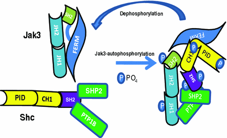 Structure and Function of Jak3- SH2 Domain | SpringerLink