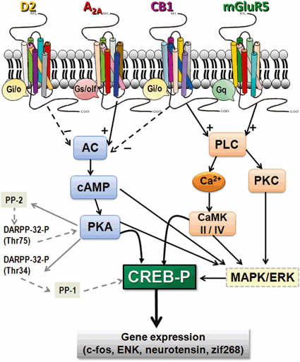 Adenosine A2A Receptors: Localization and Function | SpringerLink