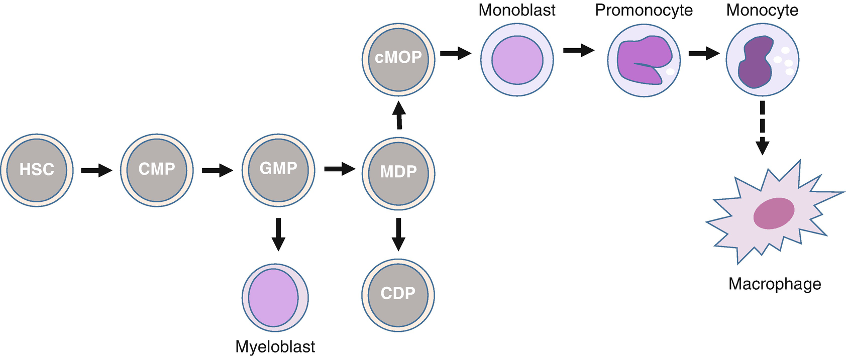 Monocytosis | SpringerLink