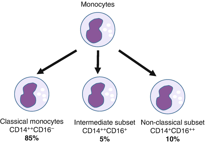 Monocytosis | SpringerLink