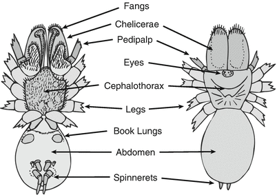 Australian Funnel-Web Spiders | SpringerLink