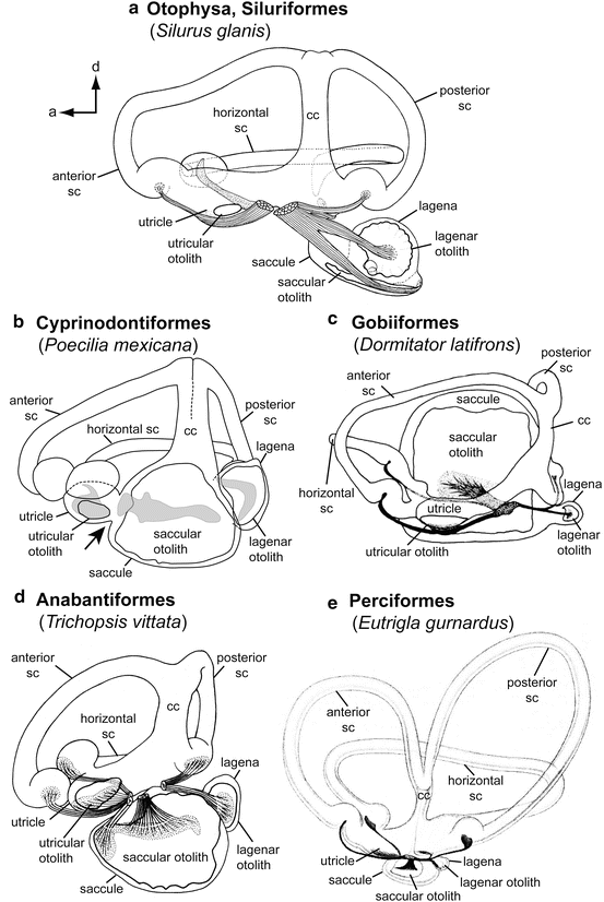 Diversity of Inner Ears in Fishes: Possible Contribution Towards ...