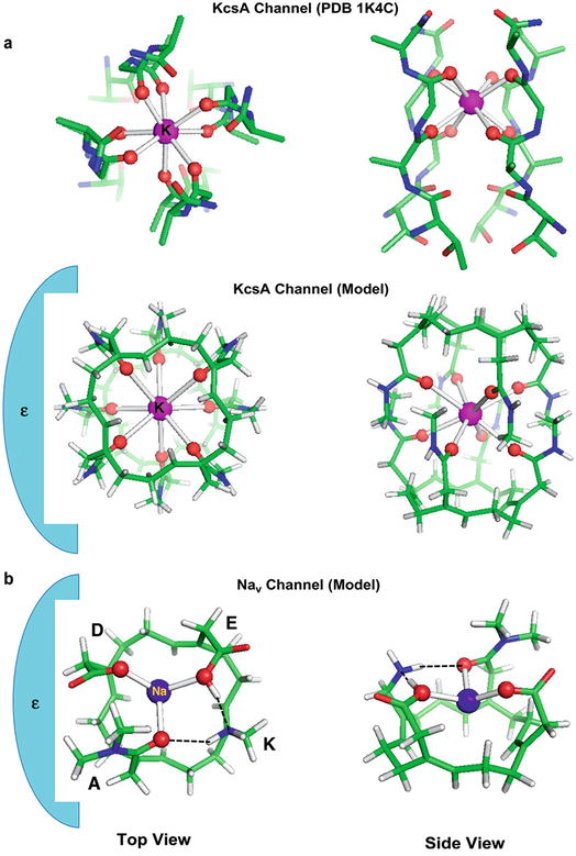 Potassium Versus Sodium Selectivity in Monovalent Ion Channel ...