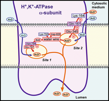 Proton-Potassium (H+/K+) ATPases: Properties and Roles in Health and ...