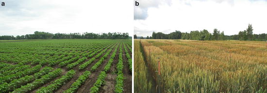 Molecular Marker-Assisted Breeding: A Plant Breeder’s Review | SpringerLink
