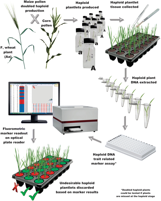 Doubled Haploid Breeding in Cereals | SpringerLink