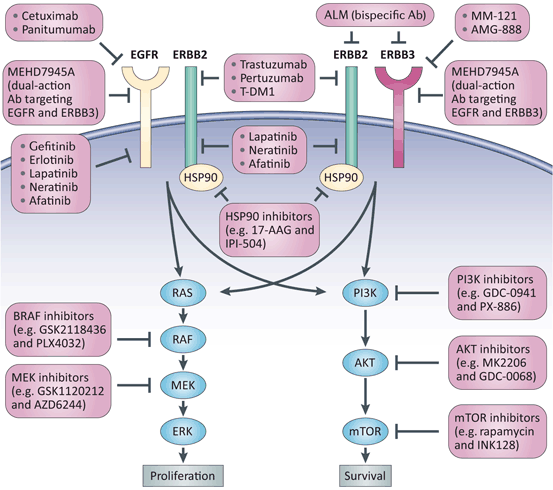Biomarkers for Predicting Response to Anti- HER2 Agents | SpringerLink
