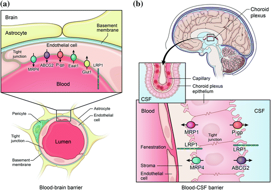 The ABCG2 Multidrug Transporter | SpringerLink