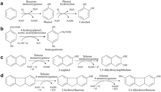 Metabolic Pathways for Degradation of Aromatic Hydrocarbons by Bacteria ...