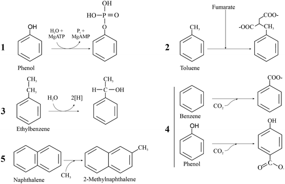 Metabolic Pathways for Degradation of Aromatic Hydrocarbons by Bacteria ...
