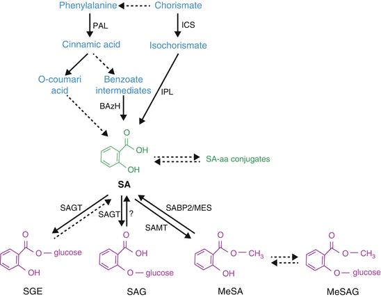 Salicylic Acid | SpringerLink