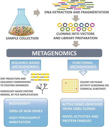 Metagenomics as a Tool for Enzyme Discovery: Hydrolytic Enzymes from ...