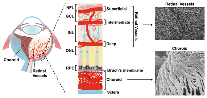 Retinal Vascular Development | SpringerLink