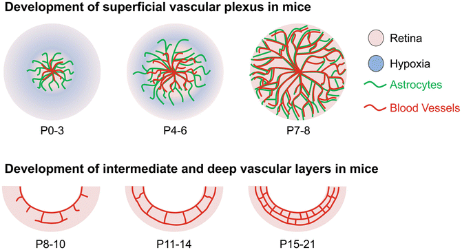 Retinal Vascular Development | SpringerLink