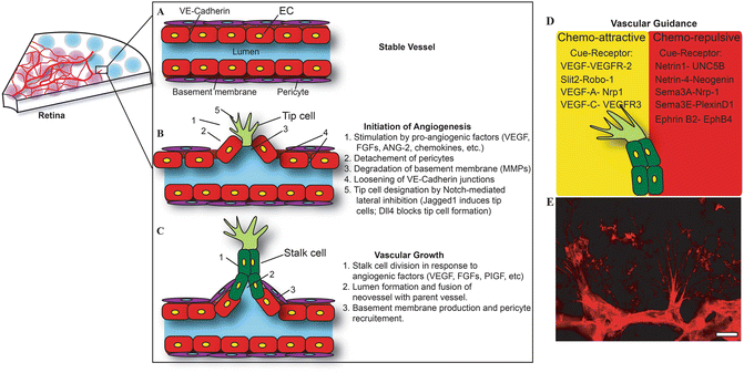 Retinal Vascular Development | SpringerLink