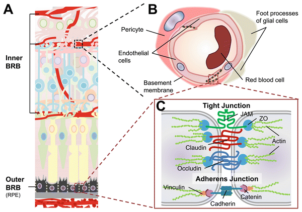 Retinal Vascular Development | SpringerLink