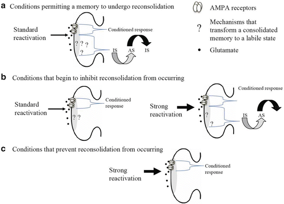 Reconsolidation and the Dynamic Nature of Memory | SpringerLink
