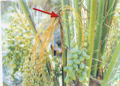 Dynastid Beetle Pests | SpringerLink