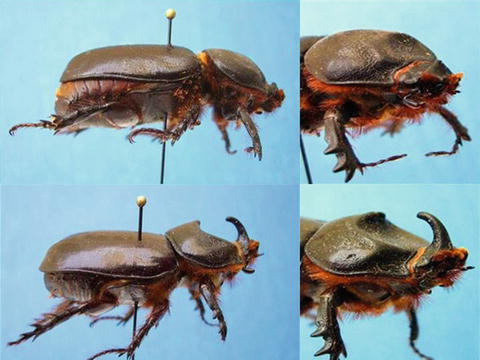 Dynastid Beetle Pests | SpringerLink