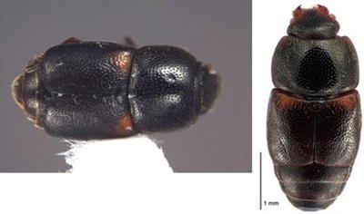 Sap Beetles | SpringerLink