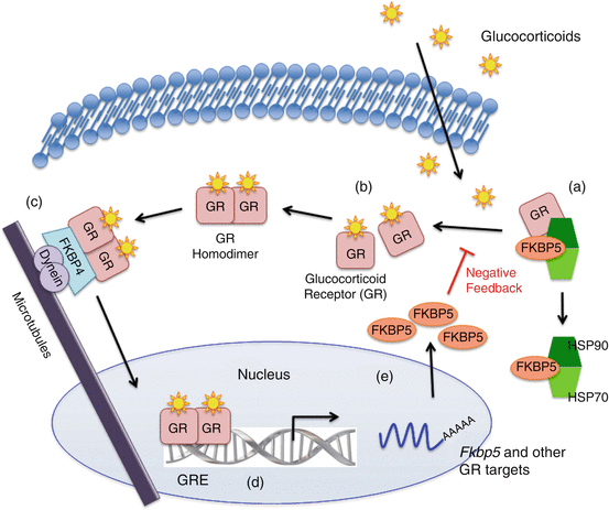 Glucocorticoid-Dependent Epigenetic Regulation of Fkbp5 | SpringerLink
