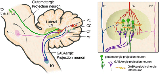 Cerebellar Nucleus Development | SpringerLink