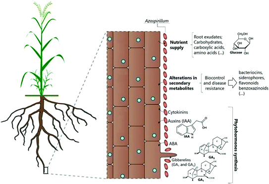 Azospirillum sp. as a Challenge for Agriculture | SpringerLink