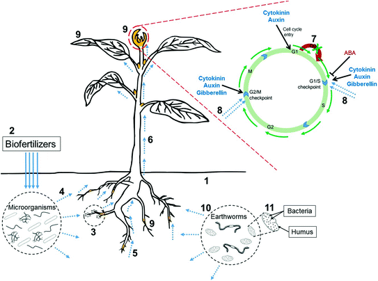 The Importance of Phytohormones and Microbes in Biofertilizers ...